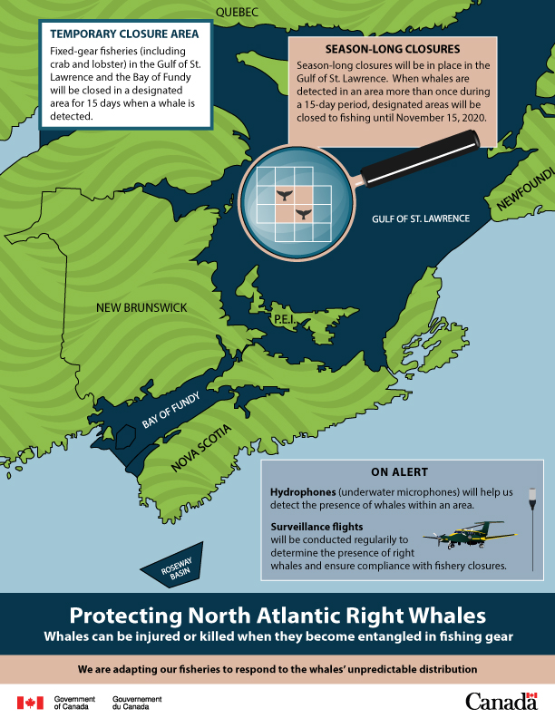 CSA's smartEarth funding expands to protect endangered right whales ...