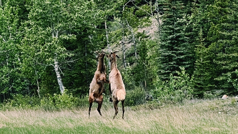Earth Observation for Wildlife - SpaceQ
